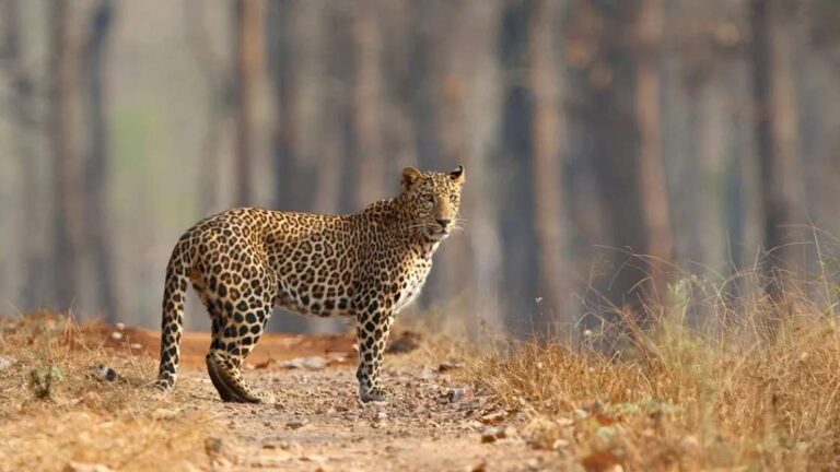 15 Best Places To Visit In Kullu Manali In May